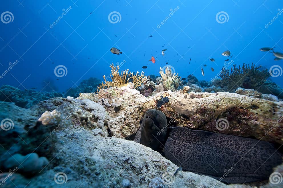 Giant moray stock image. Image of sunlight, aqua, tropical - 11437589