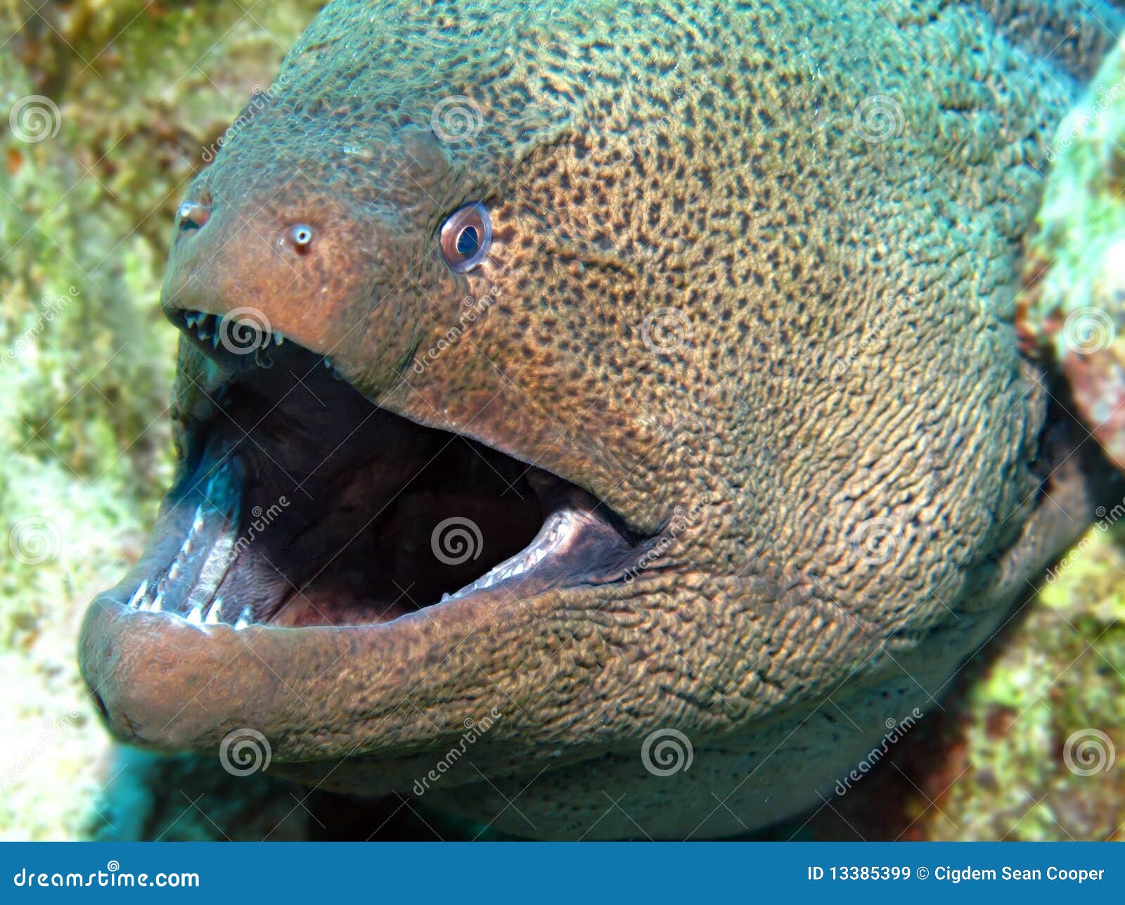 Giant moray stock image. Image of marine, tropic, deep - 13385399