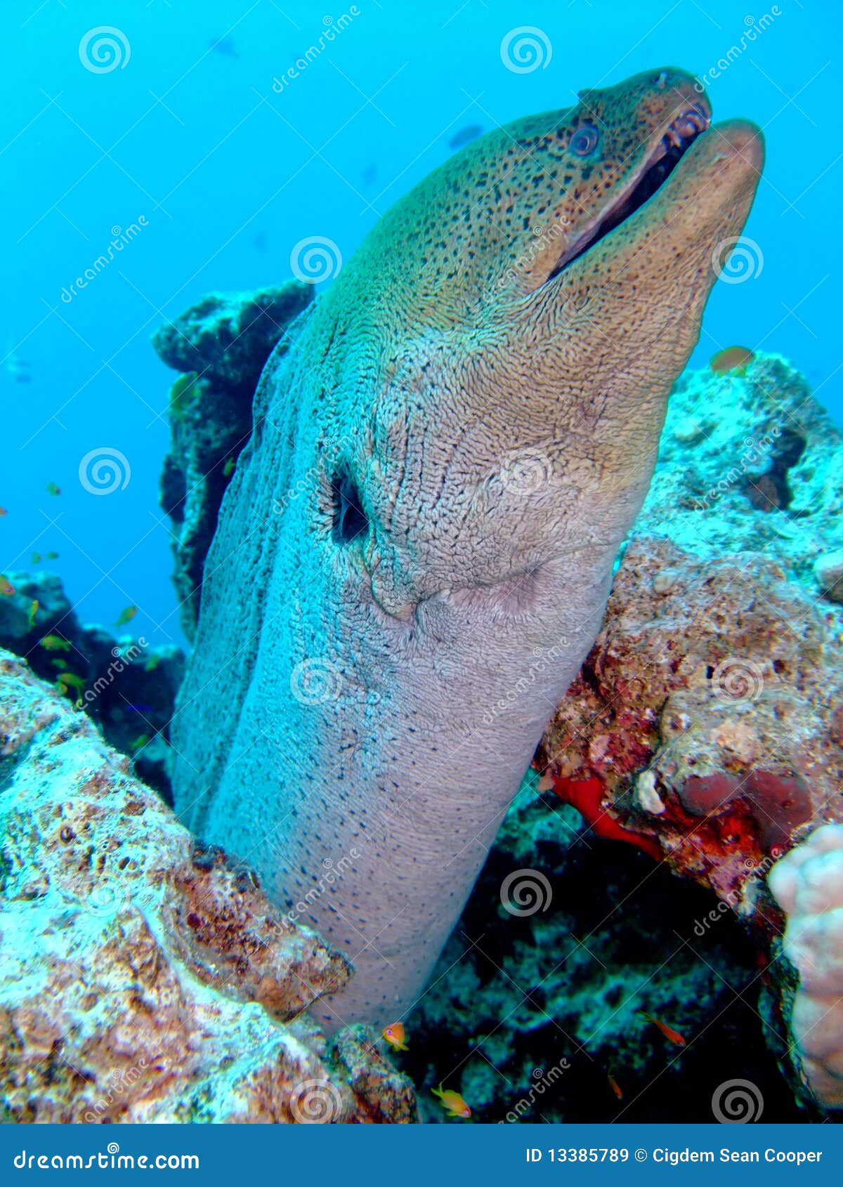 Giant moray stock image. Image of coral, fish, gymnothorax - 13385789