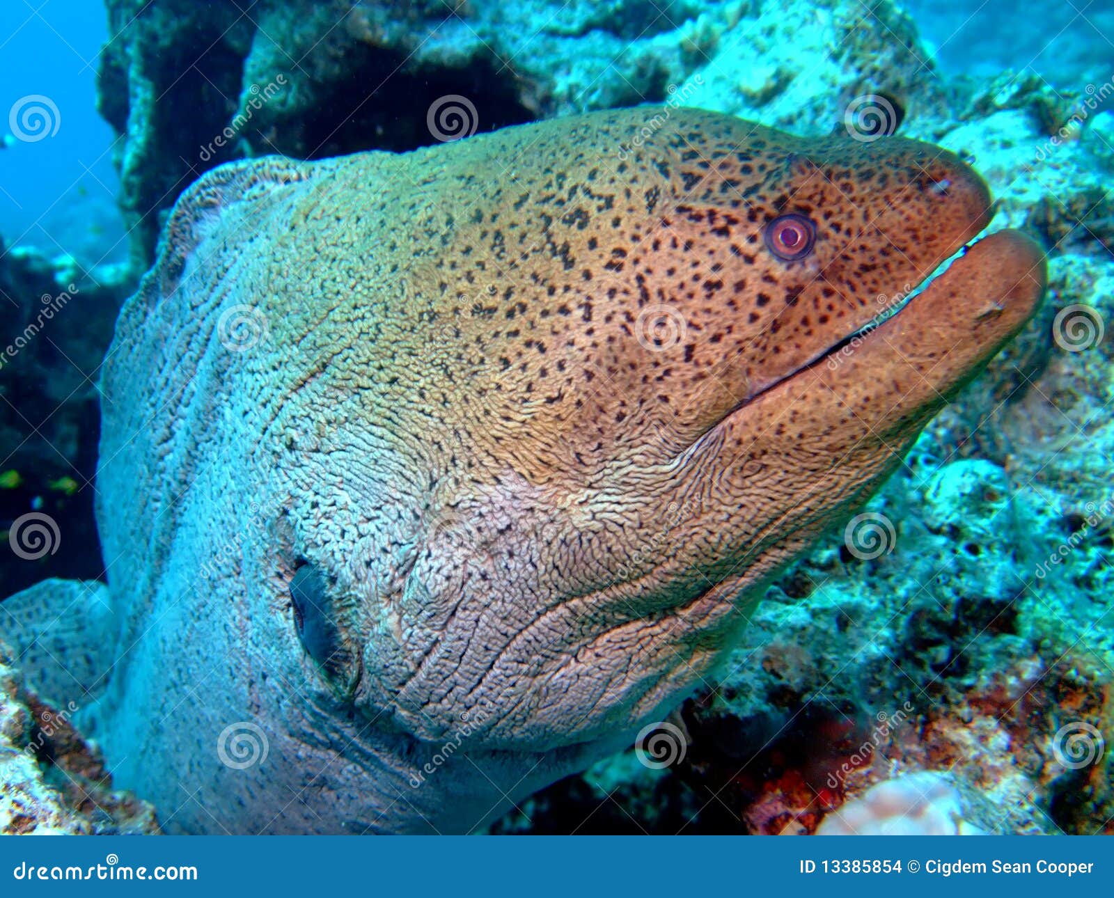 Giant moray stock photo. Image of tropic, javanicus, coral - 13385854