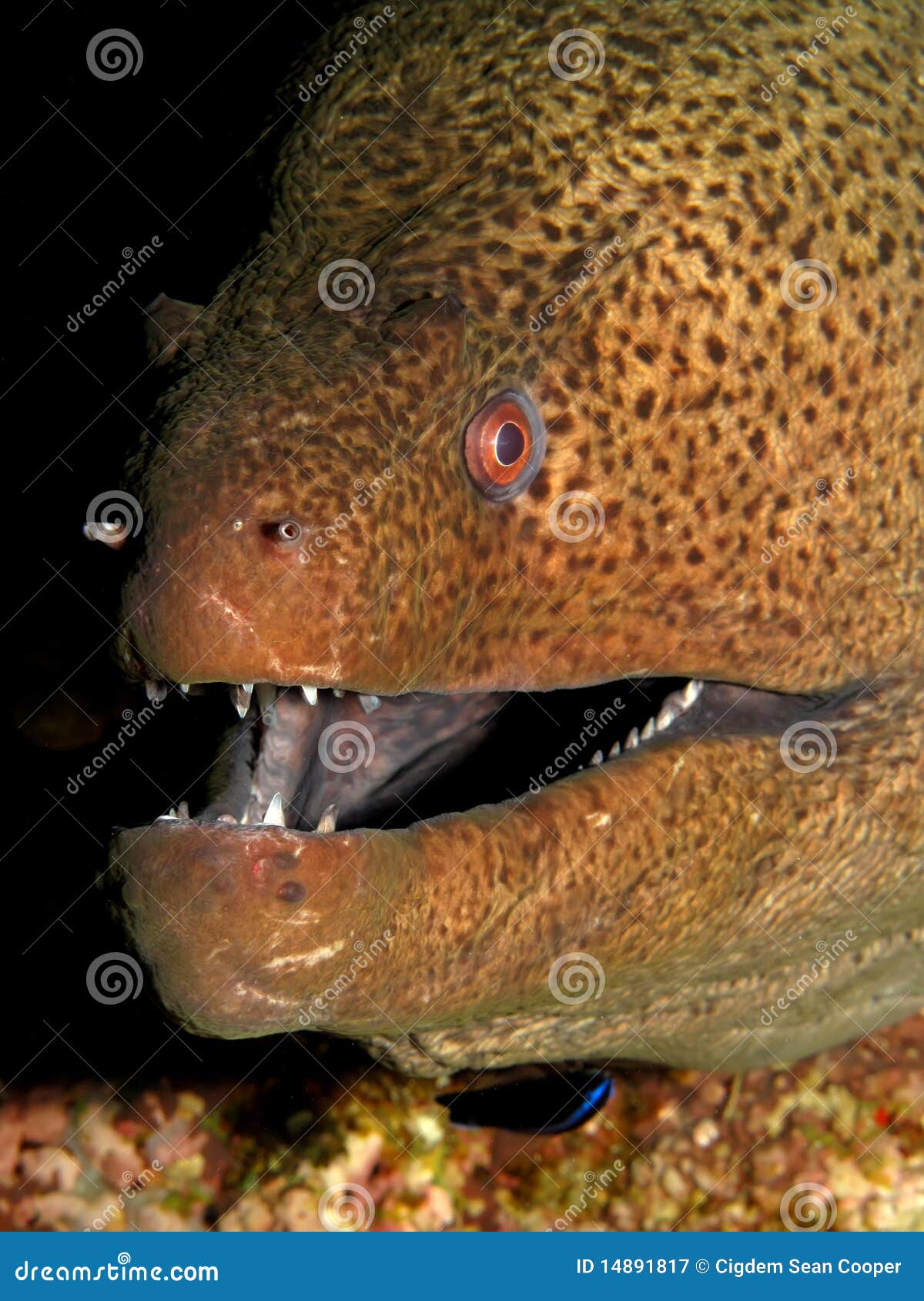 Giant moray stock image. Image of moray, underwater, reef - 14891817