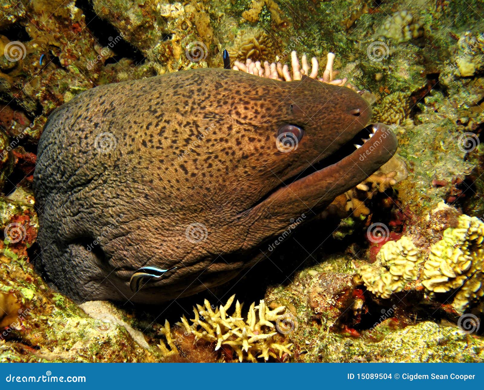 Giant moray stock photo. Image of fish, moray, reef, gymnothorax - 15089504