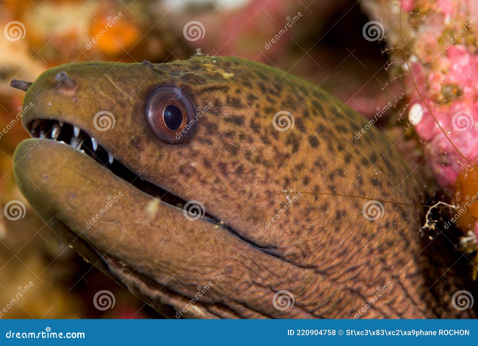 Giant moray stock photo. Image of javanicus, elopomorpha - 220904758