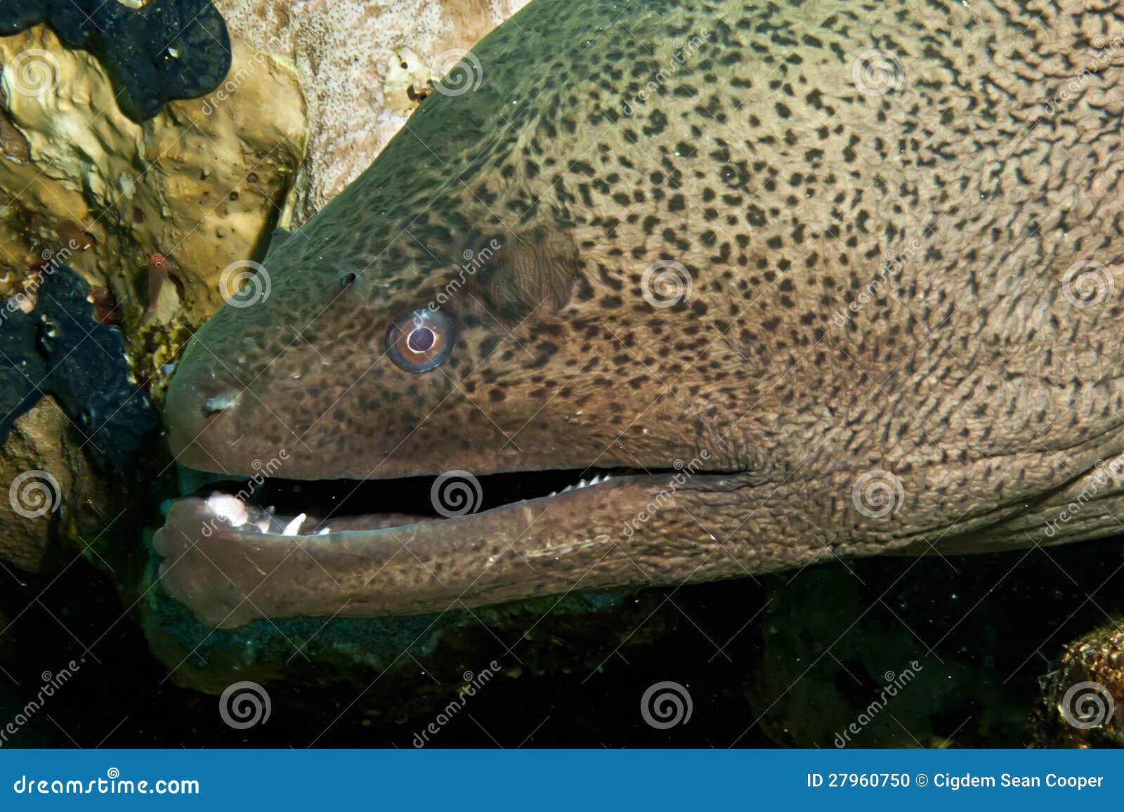 Giant moray stock photo. Image of life, diving, ocean - 27960750