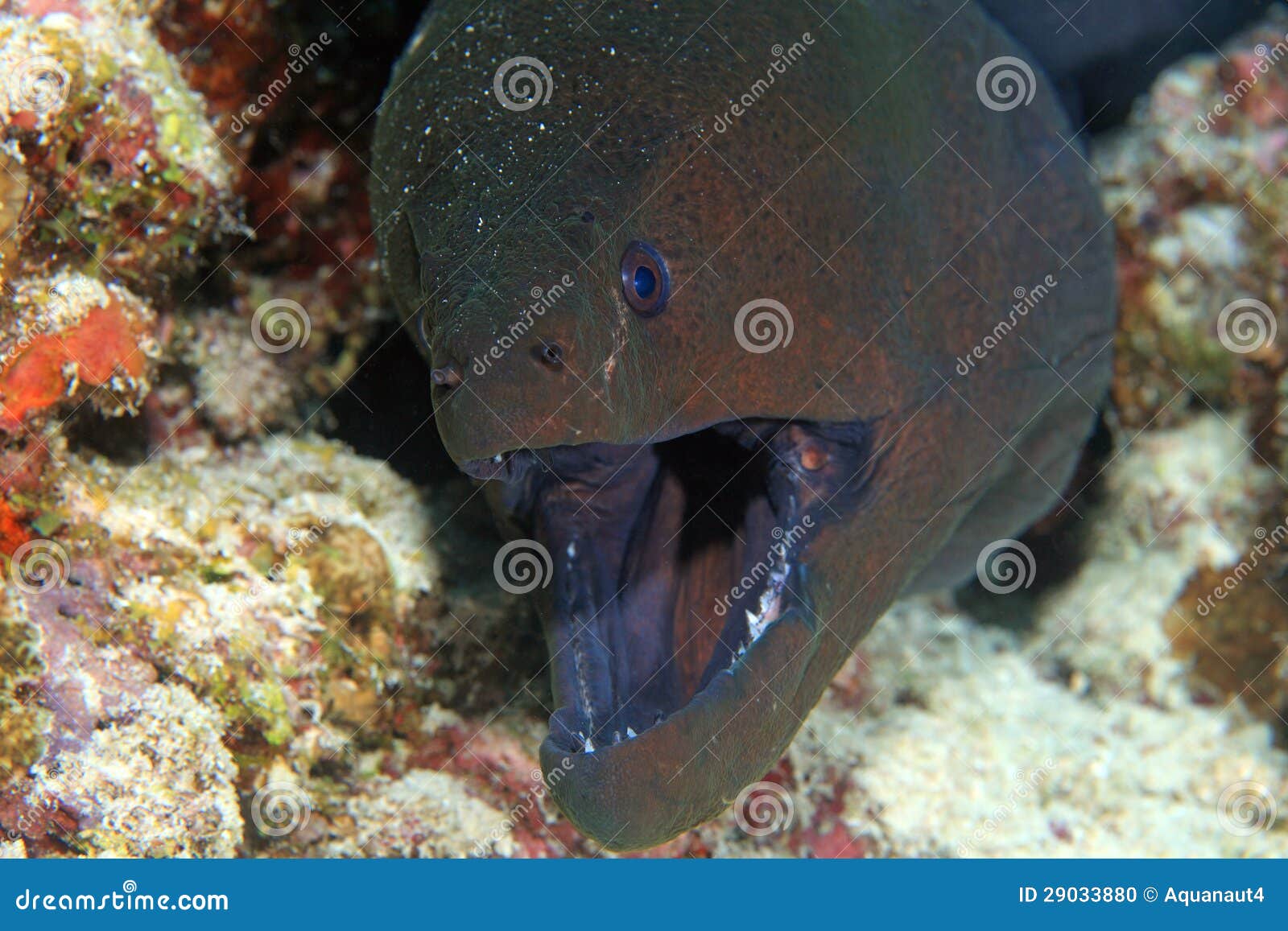 Giant moray stock photo. Image of depth, moray, ocean - 29033880