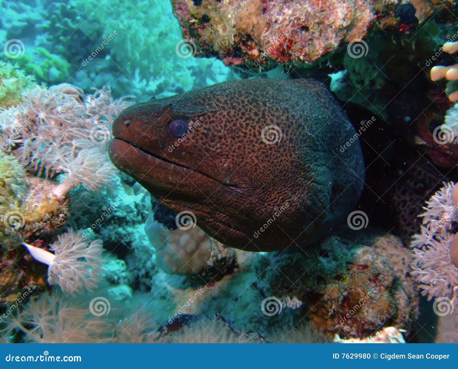 Giant Moray stock photo. Image of angry, marinelife, fish - 7629980