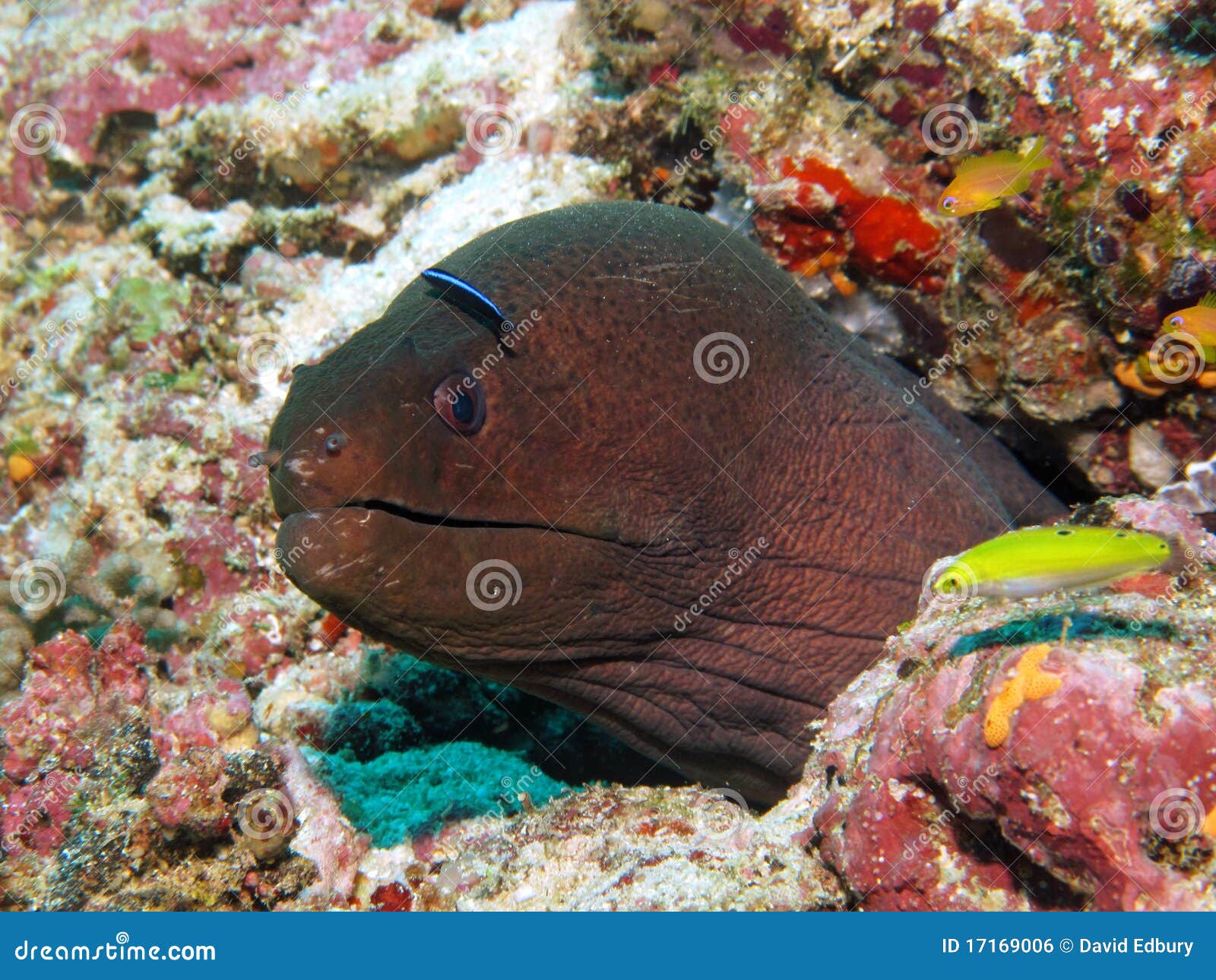 Giant Moray Eel stock photo. Image of mouth, close, creature - 17169006