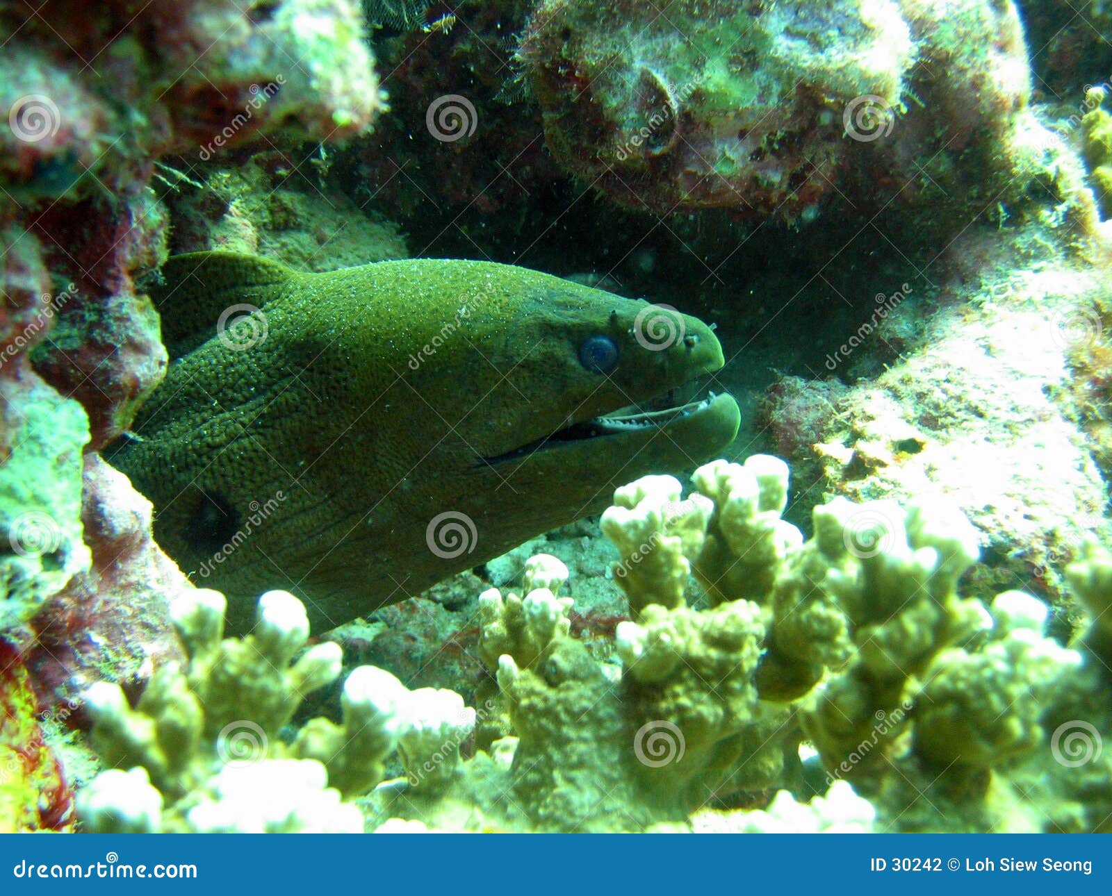MORAY EEL WAITING IN THE DEEP BLUE OCEAN Royalty-Free Stock Photography ...