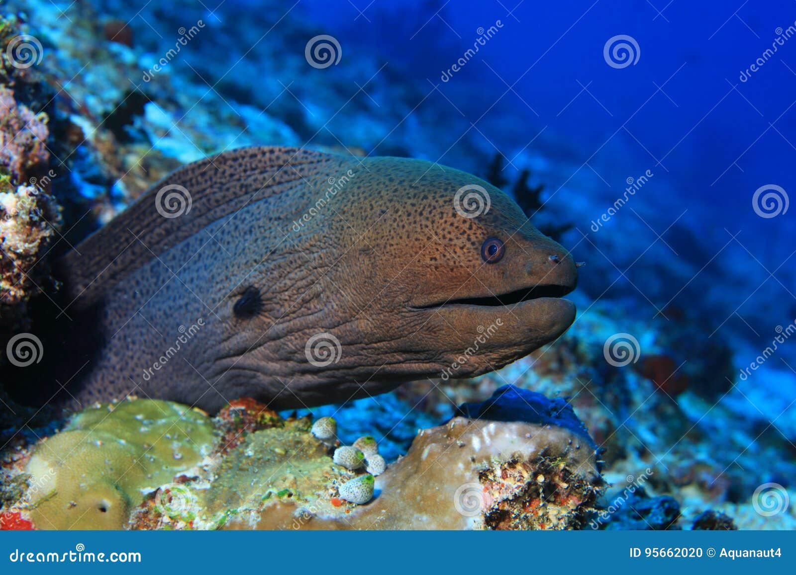 2,162 Giant Eel Ocean Stock Photos - Free & Royalty-Free Stock Photos ...