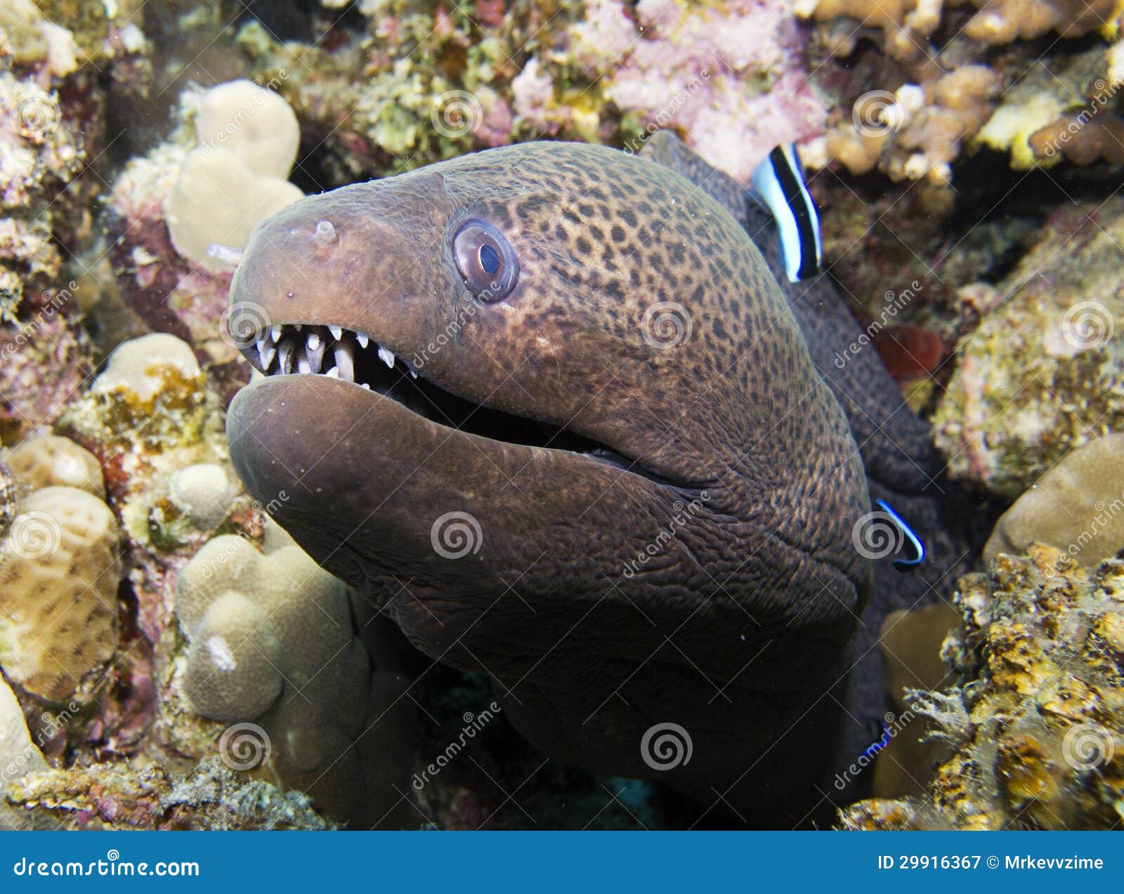 Giant Moray Royalty Free Stock Photography - Image: 29916367