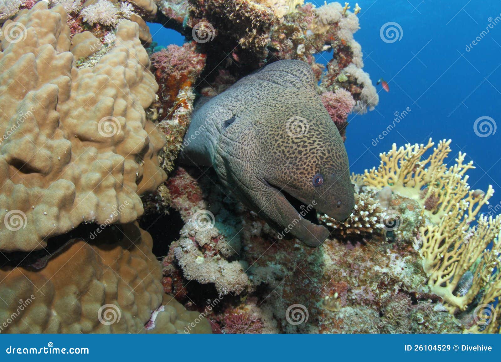 Giant Moray Eel Hiding in Tropical Reef Stock Image - Image of fish ...