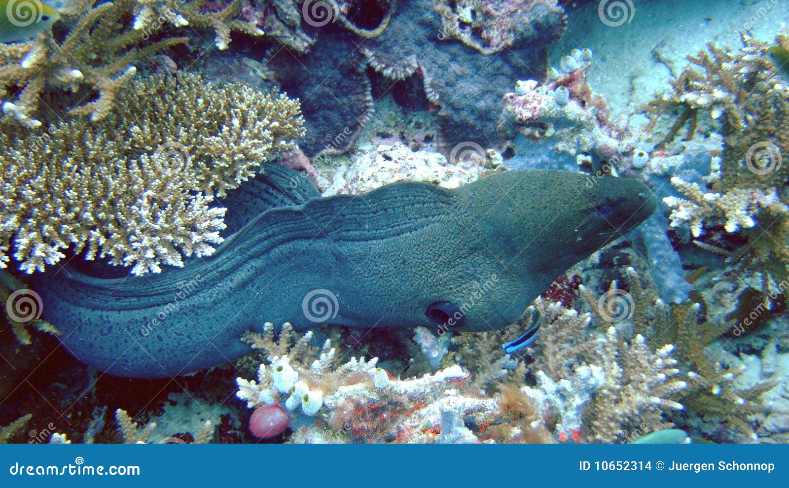Giant Moray Eel, Maldives stock photo. Image of scuba - 10652314