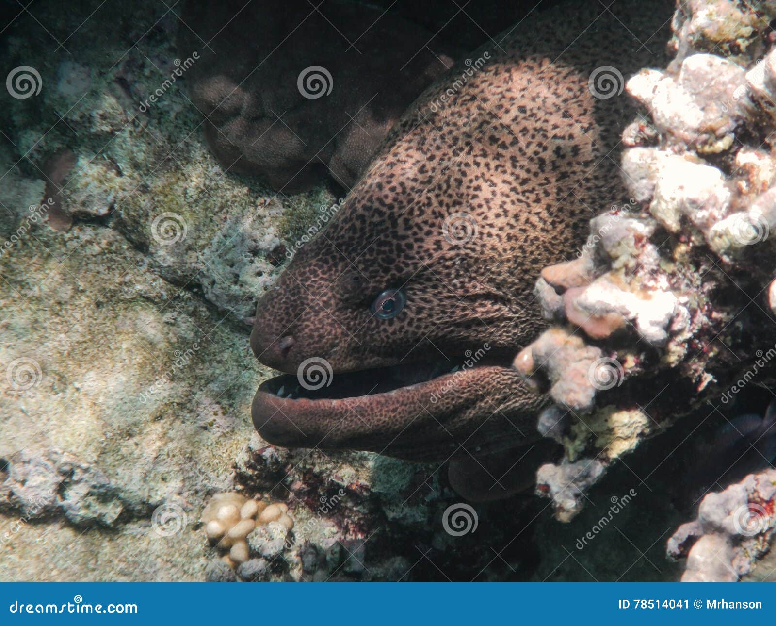 Giant Moray Eel stock image. Image of cabo, dive, beach - 78514041