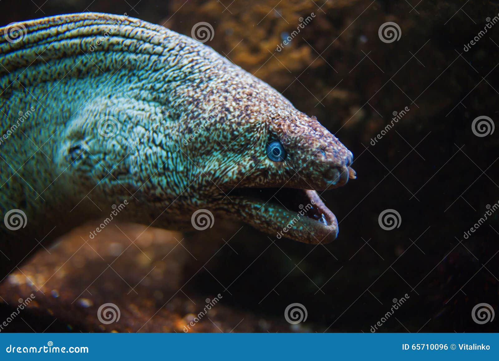 Giant Moray Eel with Open Mouth Stock Photo - Image of gymnothorax ...