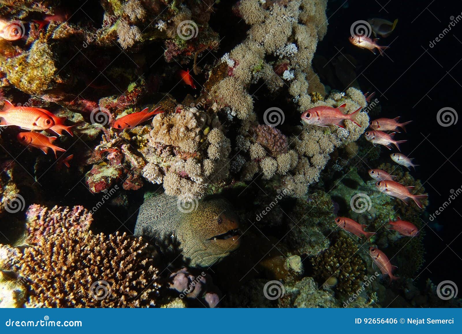 Eel Wait Stock Photos - Free & Royalty-Free Stock Photos from Dreamstime