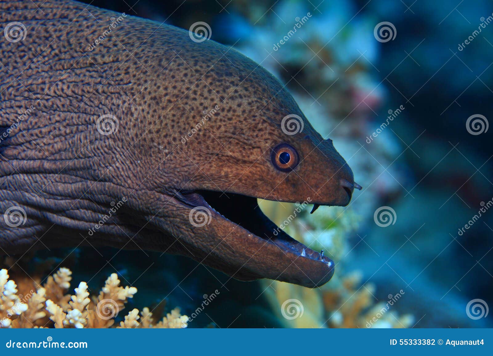 Giant moray stock photo. Image of holiday, live, danger - 55333382