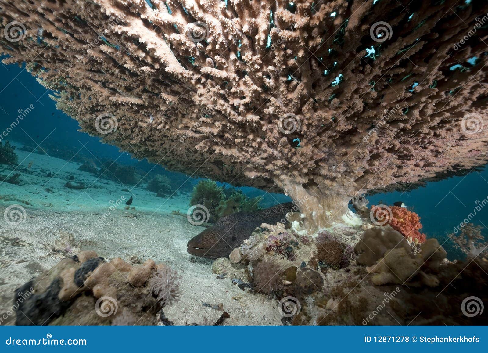 Giant Moray, Ocean and Coral Stock Photo - Image of animal, diver: 12871278