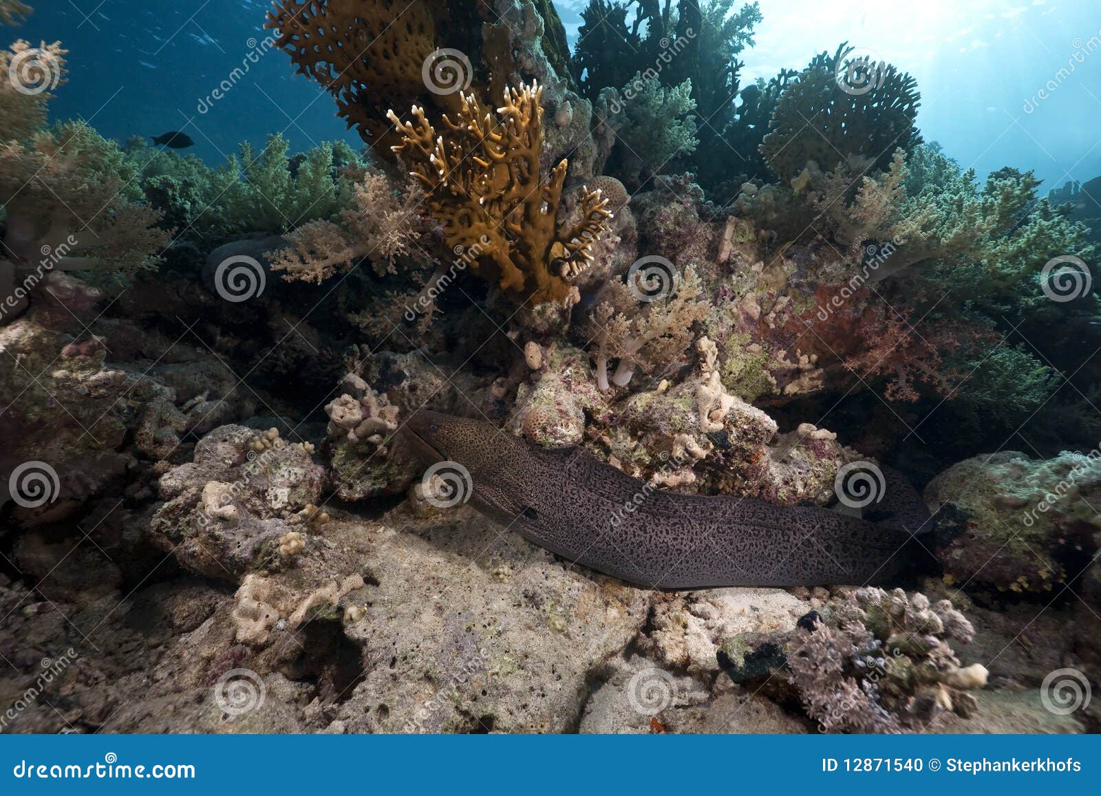 Giant Moray, Ocean and Coral Stock Photo - Image of coral, africa: 12871540