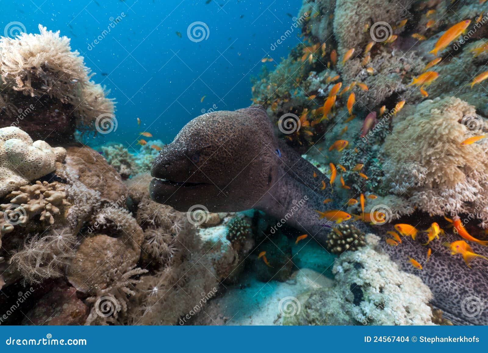 Giant Moray in the Red Sea. Stock Photo - Image of color, scenes: 24567404