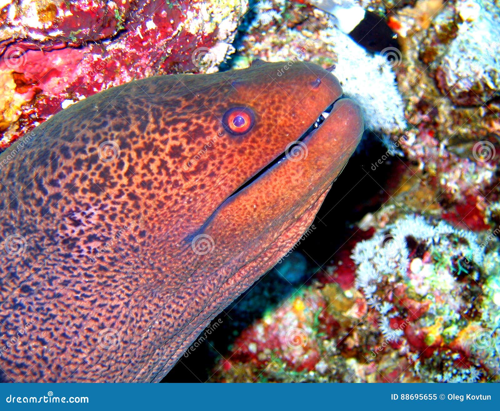 Giant moray stock image. Image of colorful, lionfish - 88695655