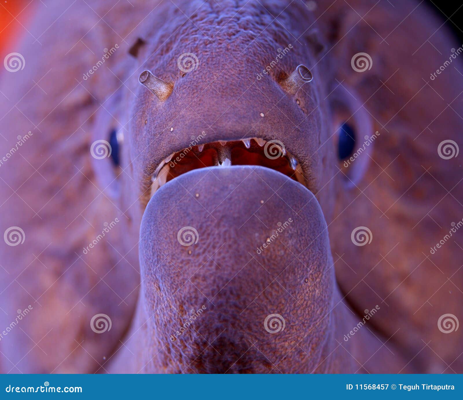 Giant Morray Gymnothorax Javanicus Royalty-Free Stock Photography ...