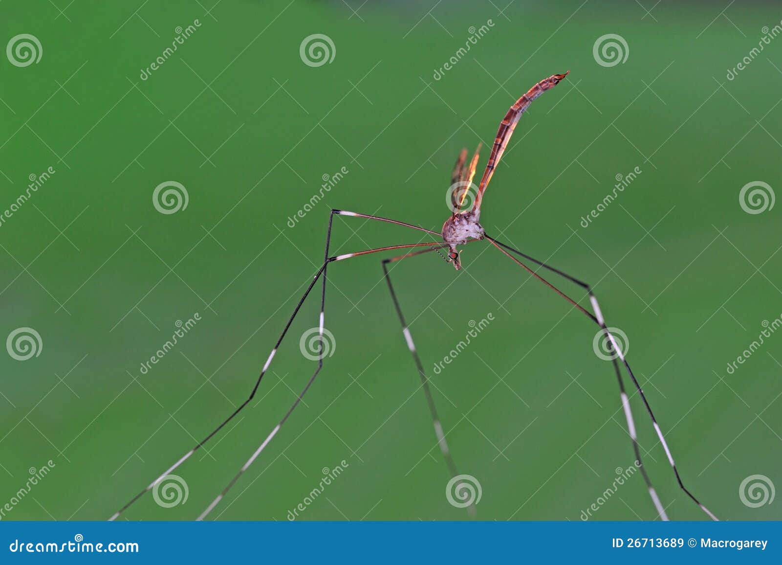 Giant mosquito stock image. Image of animal, wildlife - 26713689