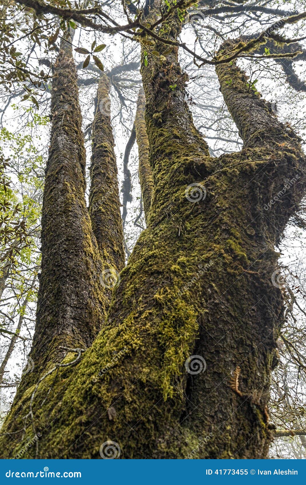 Giant Moss Covered Old Tree Stock Image - Image of leaf, landscape ...