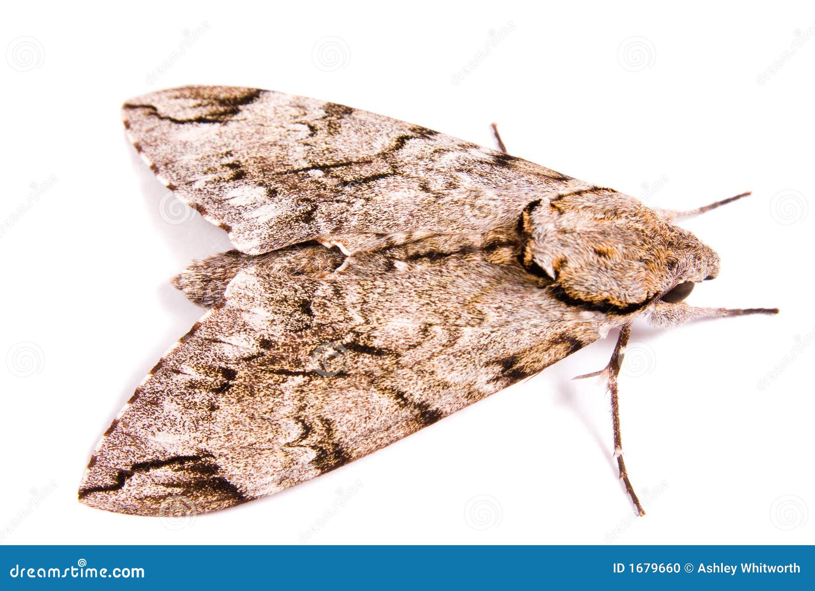 Giant Moth stock photo. Image of camouflage, flying, insect - 1679660