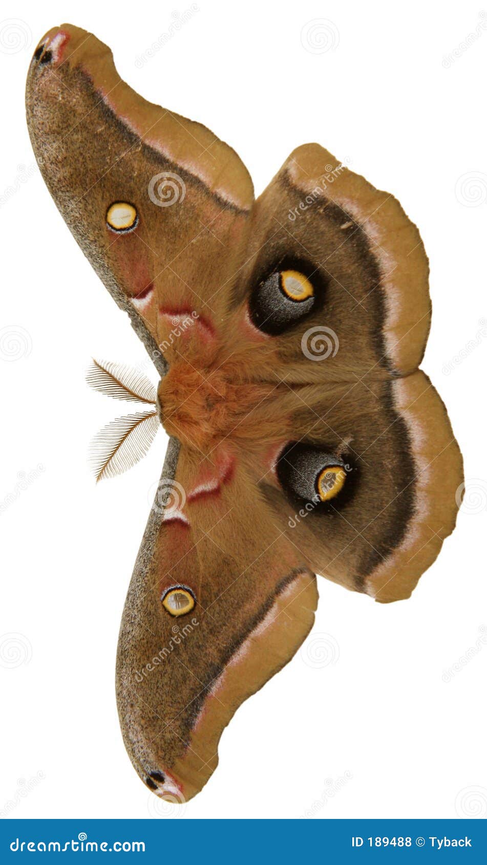 Giant moth stock photo. Image of minnesota, wings, giant - 189488