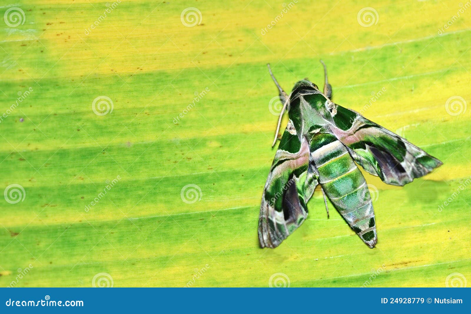 Giant Moth stock image. Image of summer, entomology, forest - 24928779