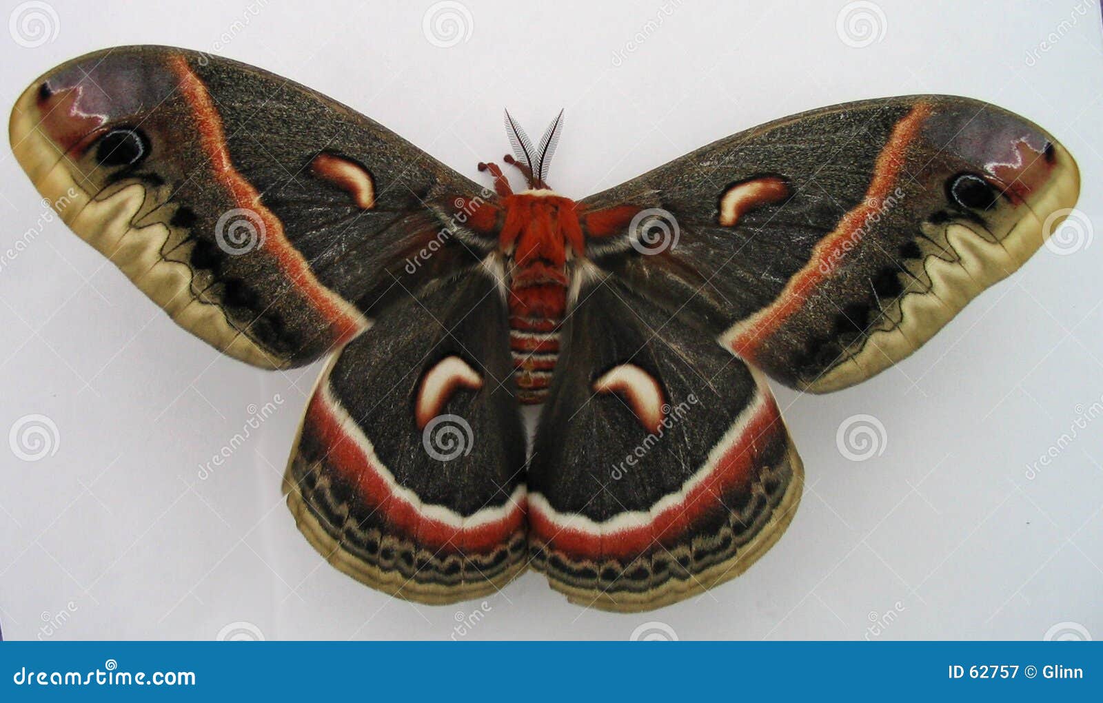Giant Moth stock image. Image of antenna, orange, butterflies - 62757