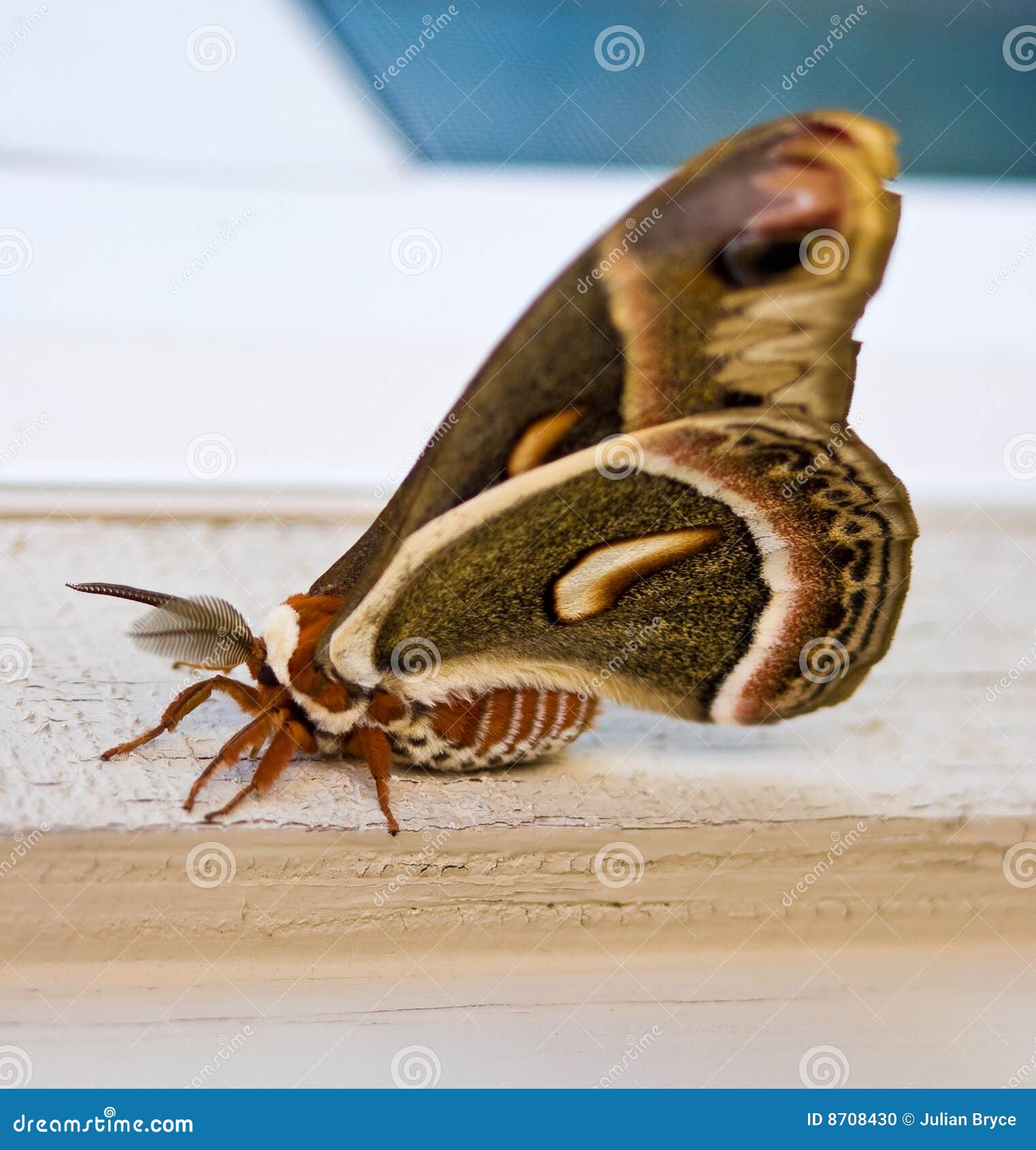 Giant Silkworm Moth