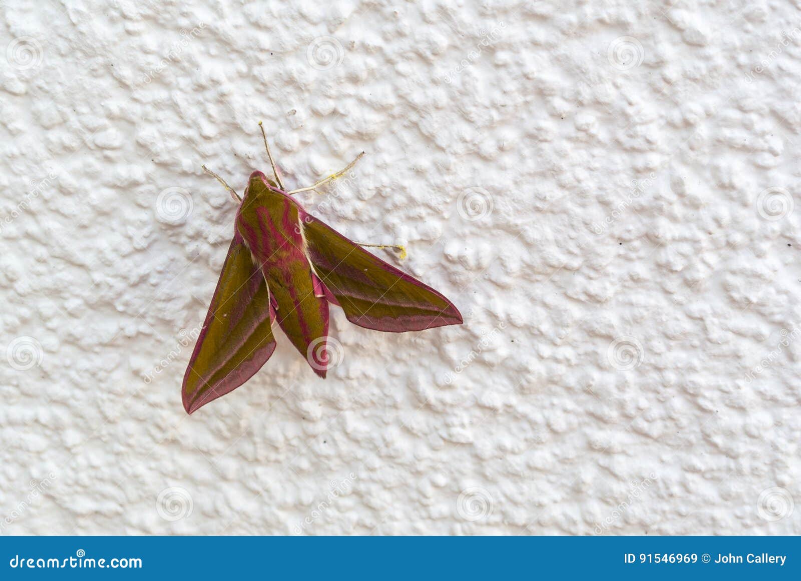 Giant Moth on Building stock image. Image of giant, insect - 91546969