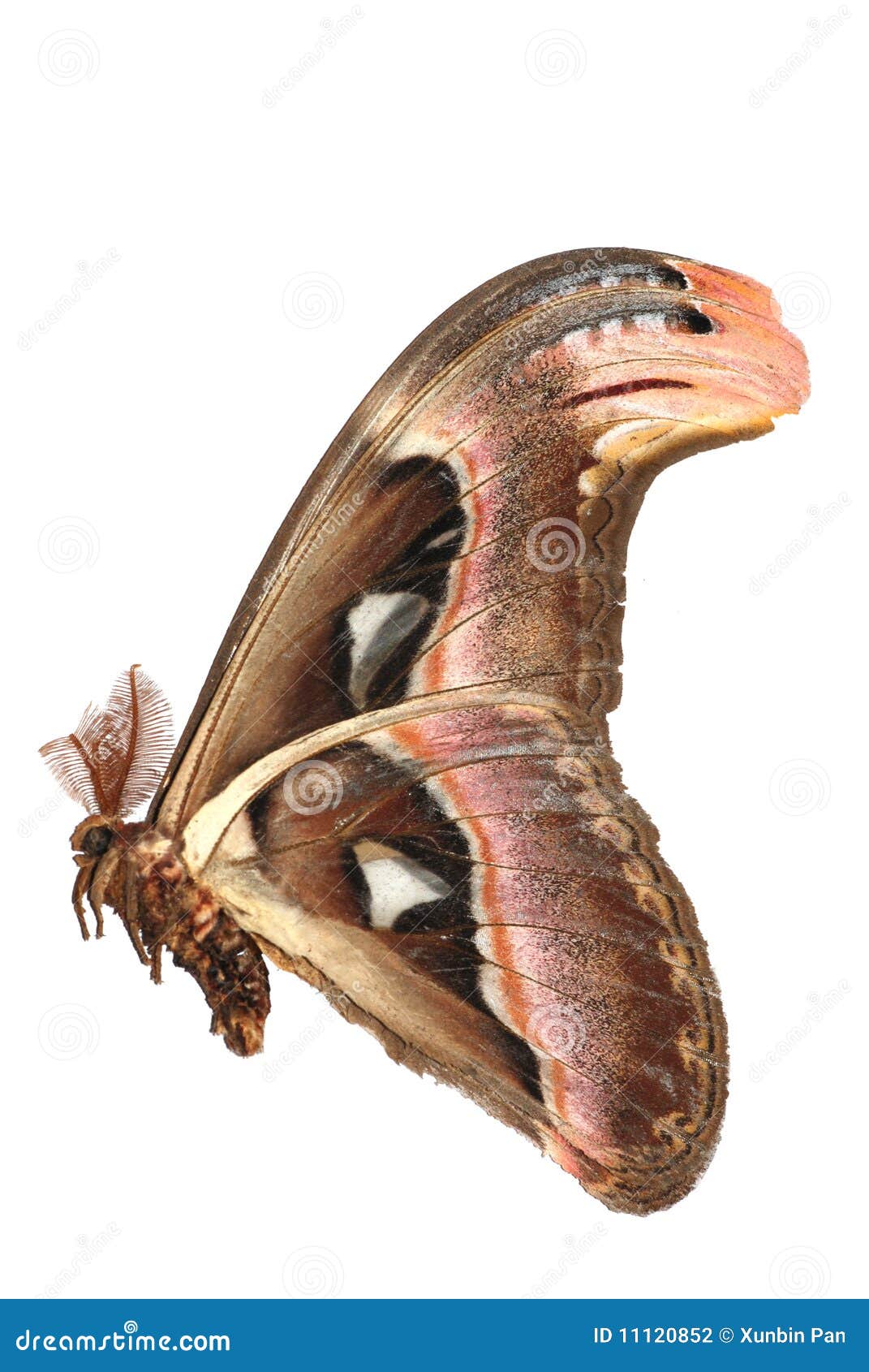 Giant Moth