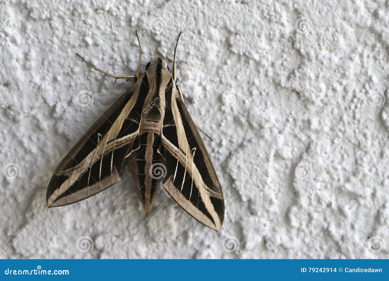 Giant Moth stock photo. Image of symmetrical, moth, giant - 79242914