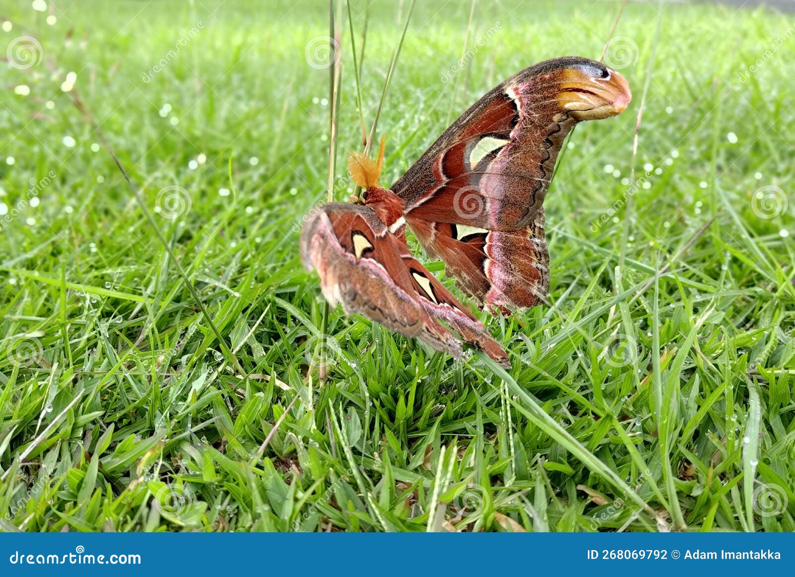 Giant Moth Stock Photo | CartoonDealer.com #8708430