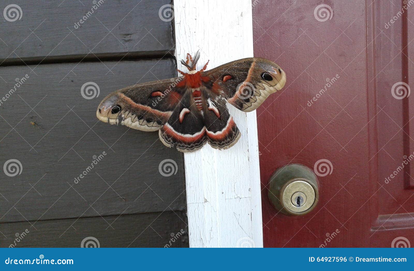 Giant moth stock photo. Image of moth, door, giant, colorful - 64927596