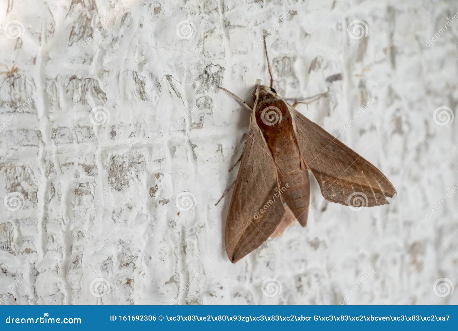 Giant Moth on a White Tree Body Stock Photo - Image of animal, natural ...