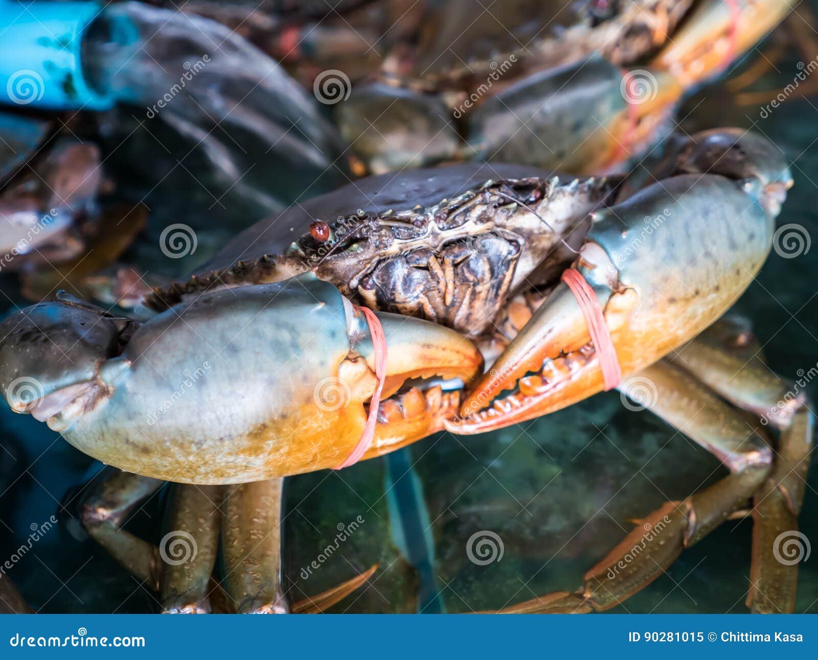 Giant mud crab in market stock image. Image of giant - 90281015