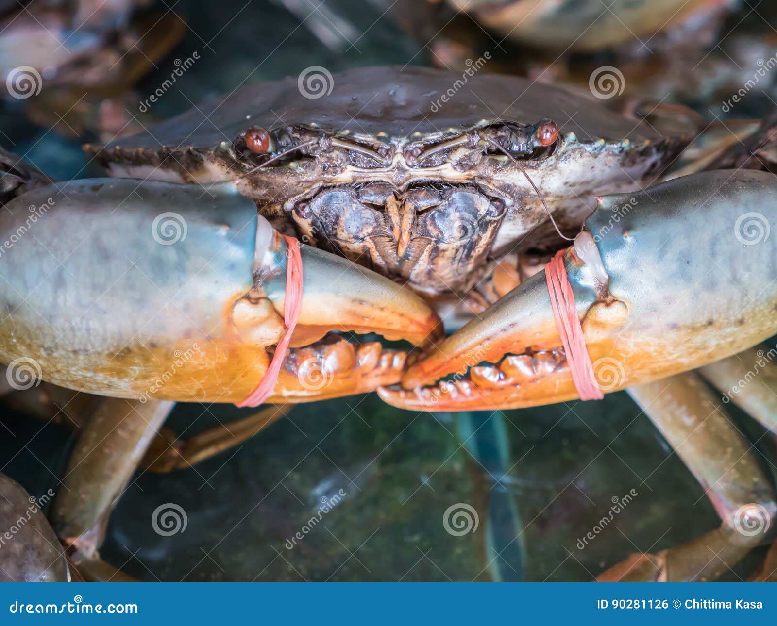 Giant mud crab in market stock photo. Image of seafood - 90281126