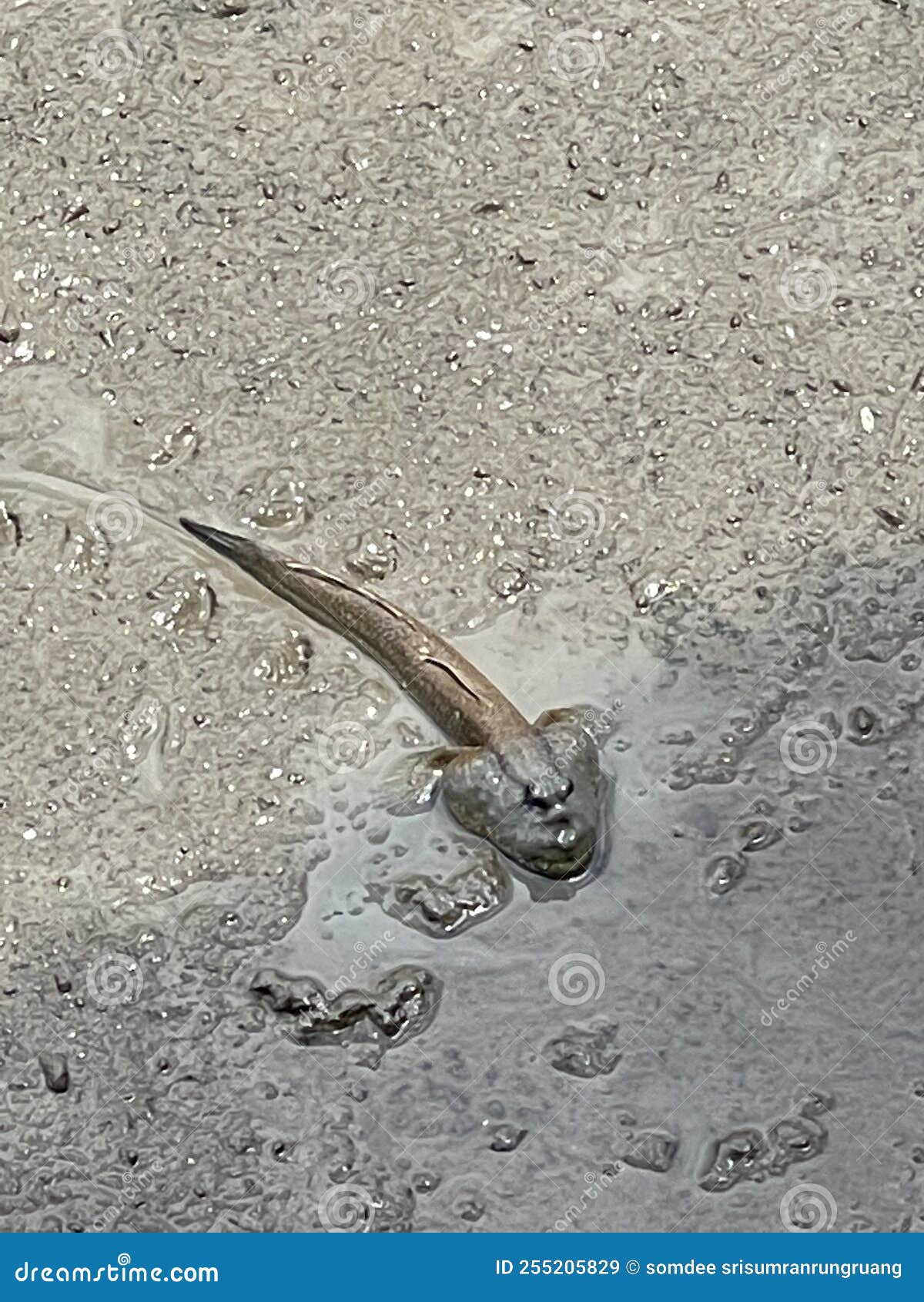 Giant Mudskipper on the Mangrove Forest Stock Image - Image of canal ...