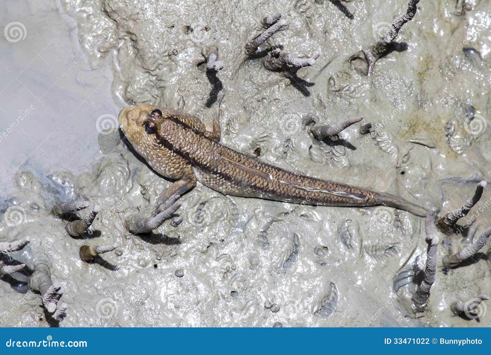 Giant mudskipper stock photo. Image of asian, gobiidae - 33471022
