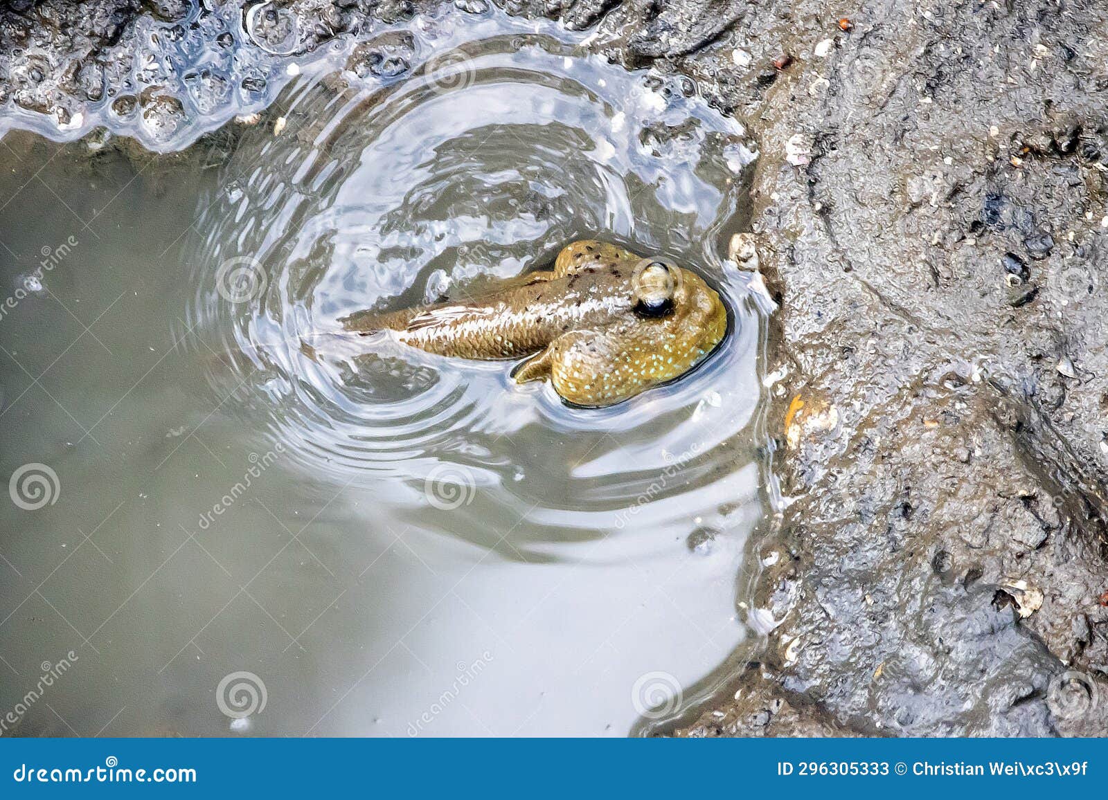Giant Mudskipper, Blue Spotted Mudskipper Crawling With Fins On Royalty ...