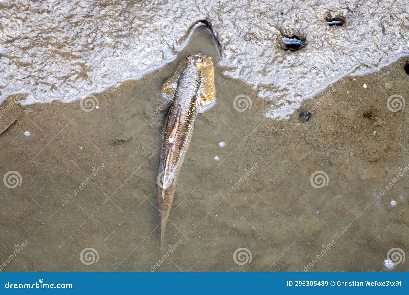 Giant Mudskipper, Blue Spotted Mudskipper Crawling With Fins On Royalty ...