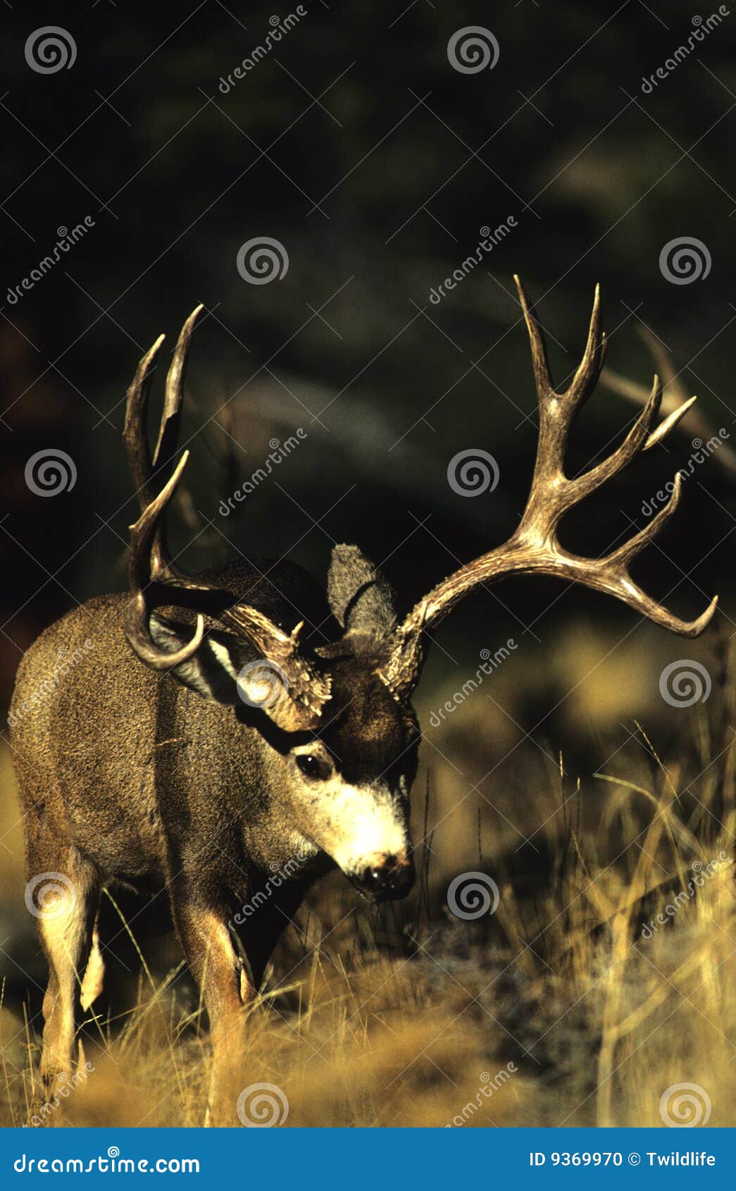 Giant Mule Deer Buck stock photo. Image of west, outdoors - 9369970