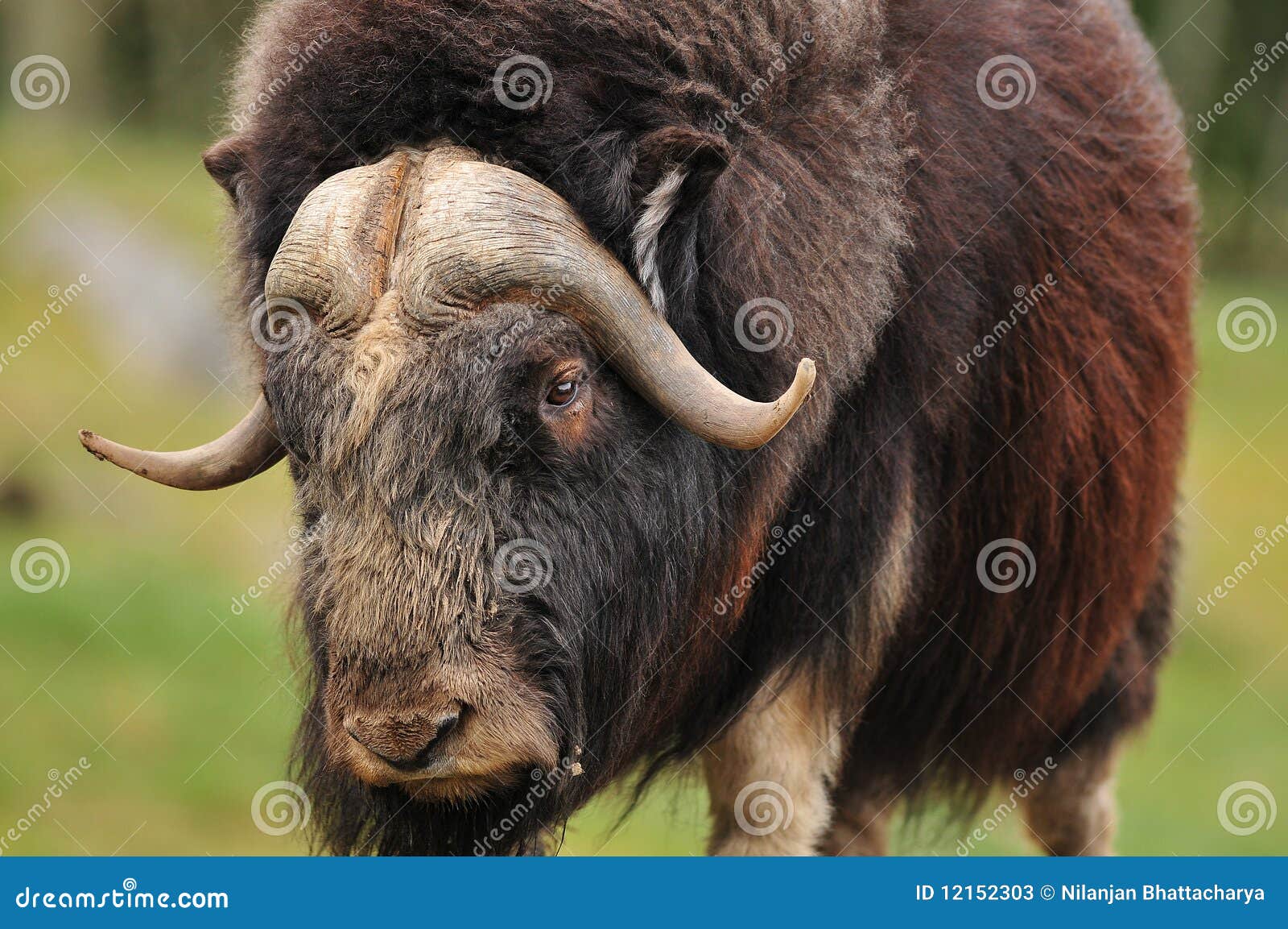 Giant musk ox stock image. Image of mammal, angry, outdoors - 12152303