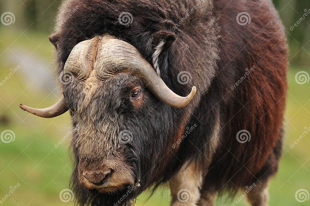 Giant musk ox stock image. Image of mammal, angry, outdoors - 12152303