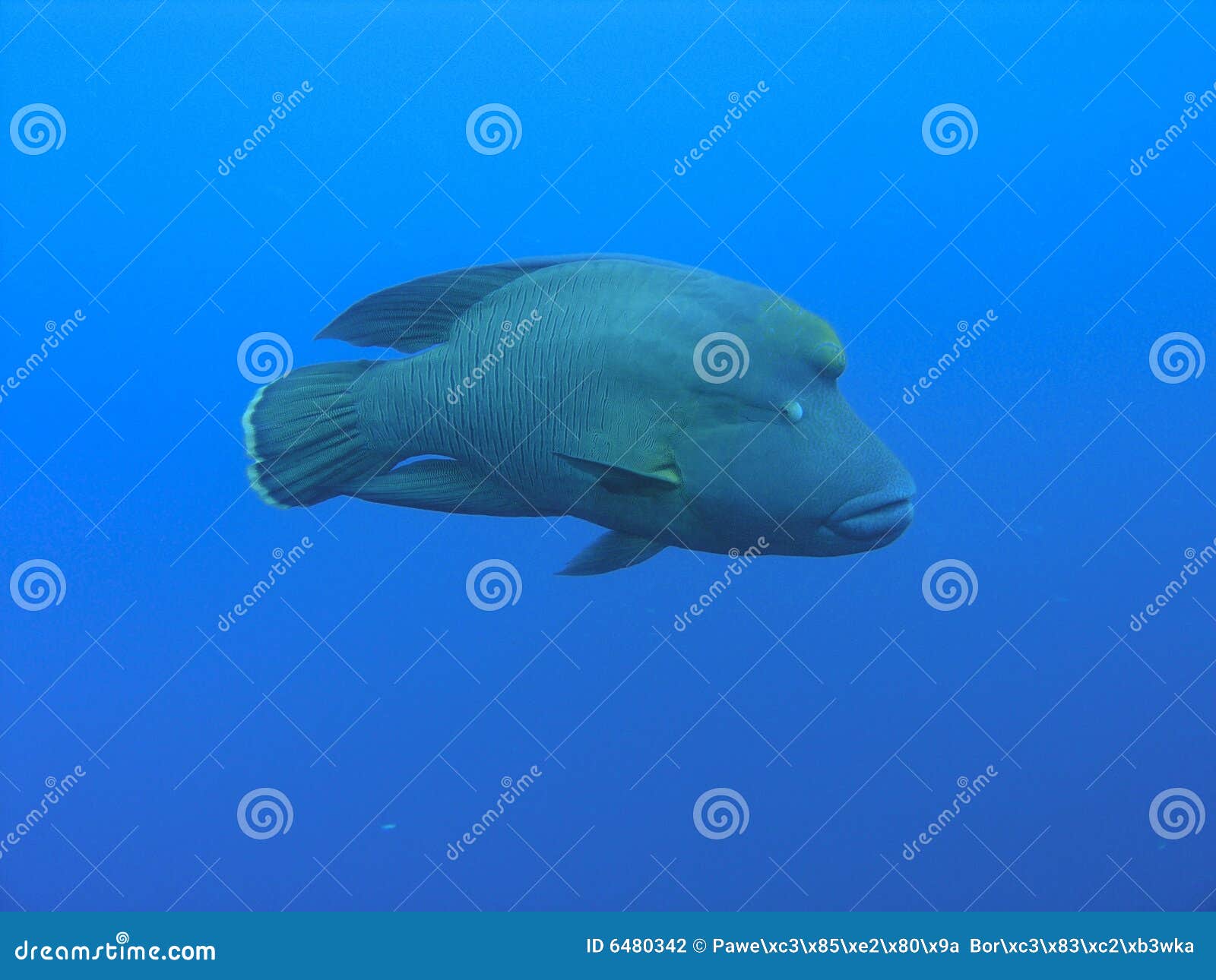 Giant Napoleon Fish stock photo. Image of dive, animal - 6480342