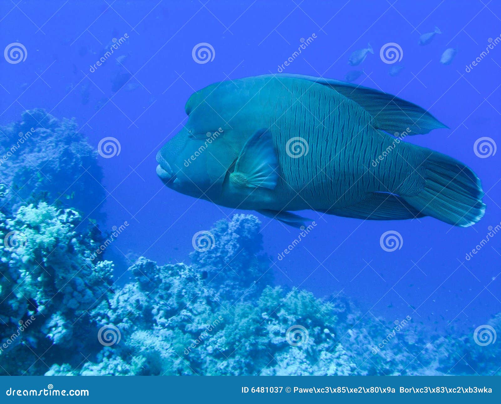 Giant Napoleon Fish stock image. Image of barrier, diver - 6481037