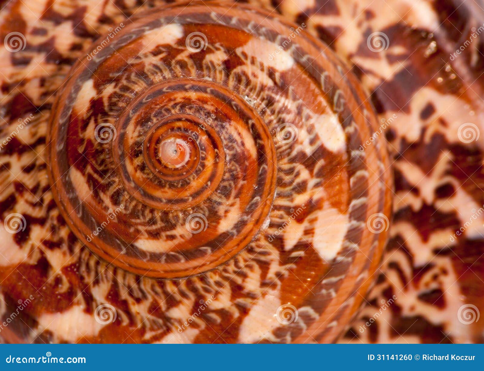 Giant Nautilus Shell Outside Pattern Stock Photo - Image of geometry ...